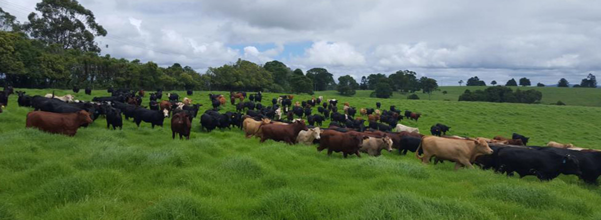 CUSTOM BRANDS – Integrated Meat Solutions